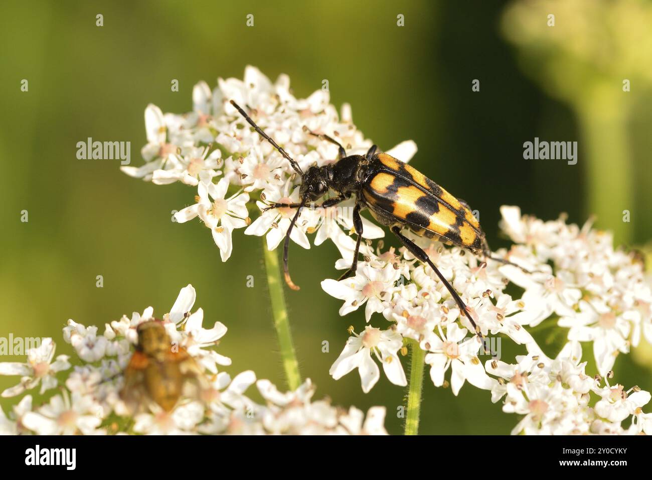 Female longhorn beetle (Leptura quadrifasciata), Germany, Longhorn ...