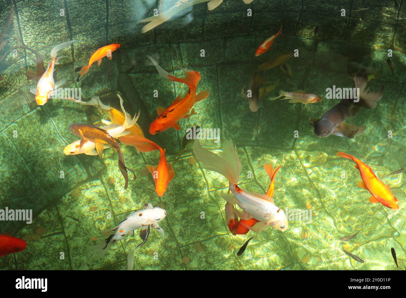 Colorful red and white Japanese carp close-up in homemade fish pond ...