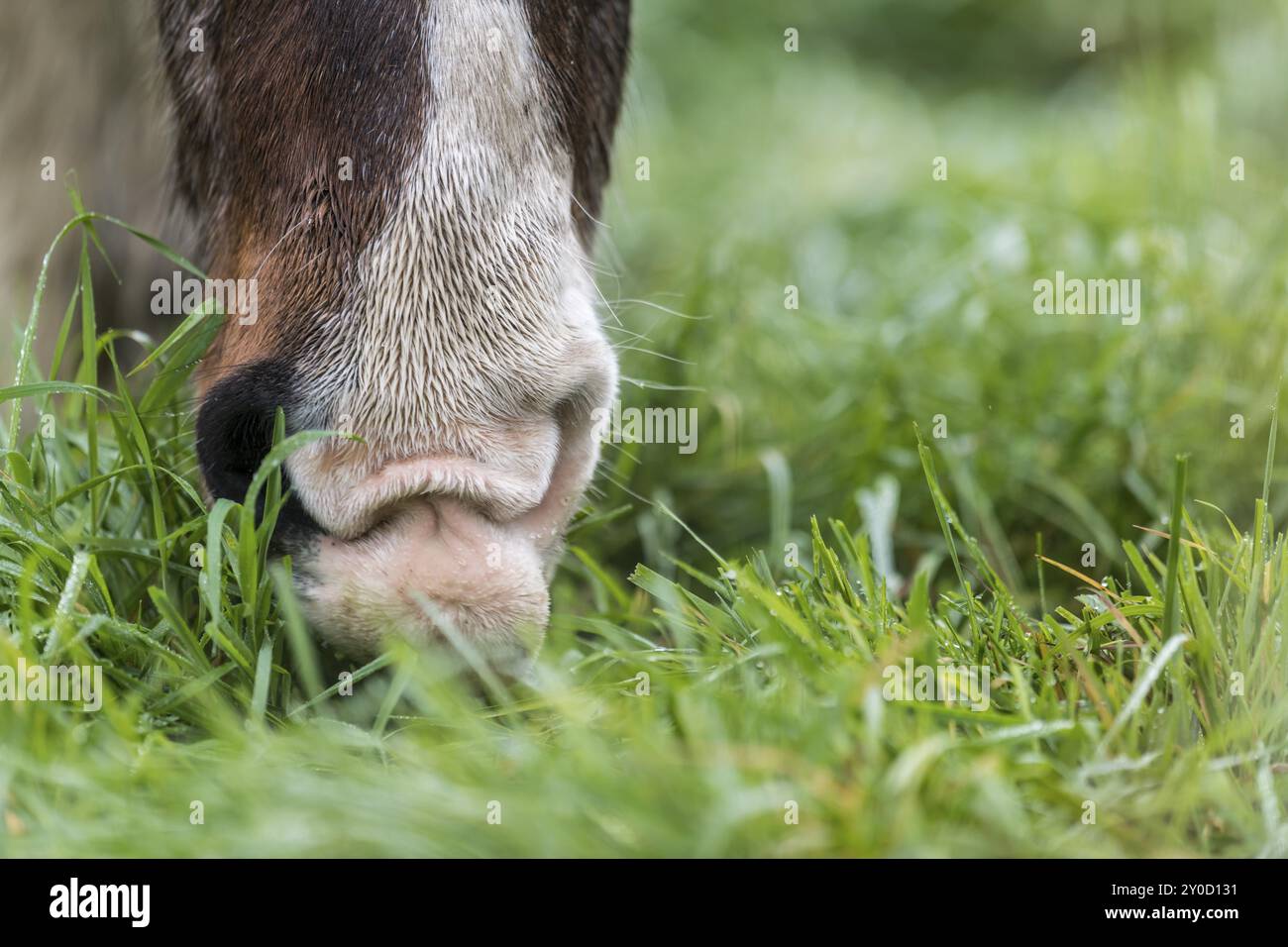 Brown horse with dirty coat eating blurred background Stock Photo - Alamy