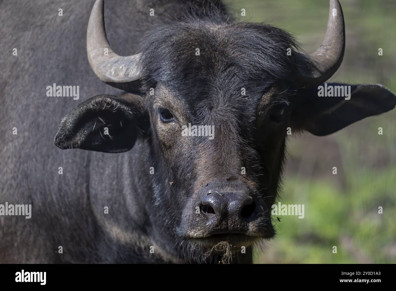The water buffalo (Bubalus bubalis), also called the domestic water ...