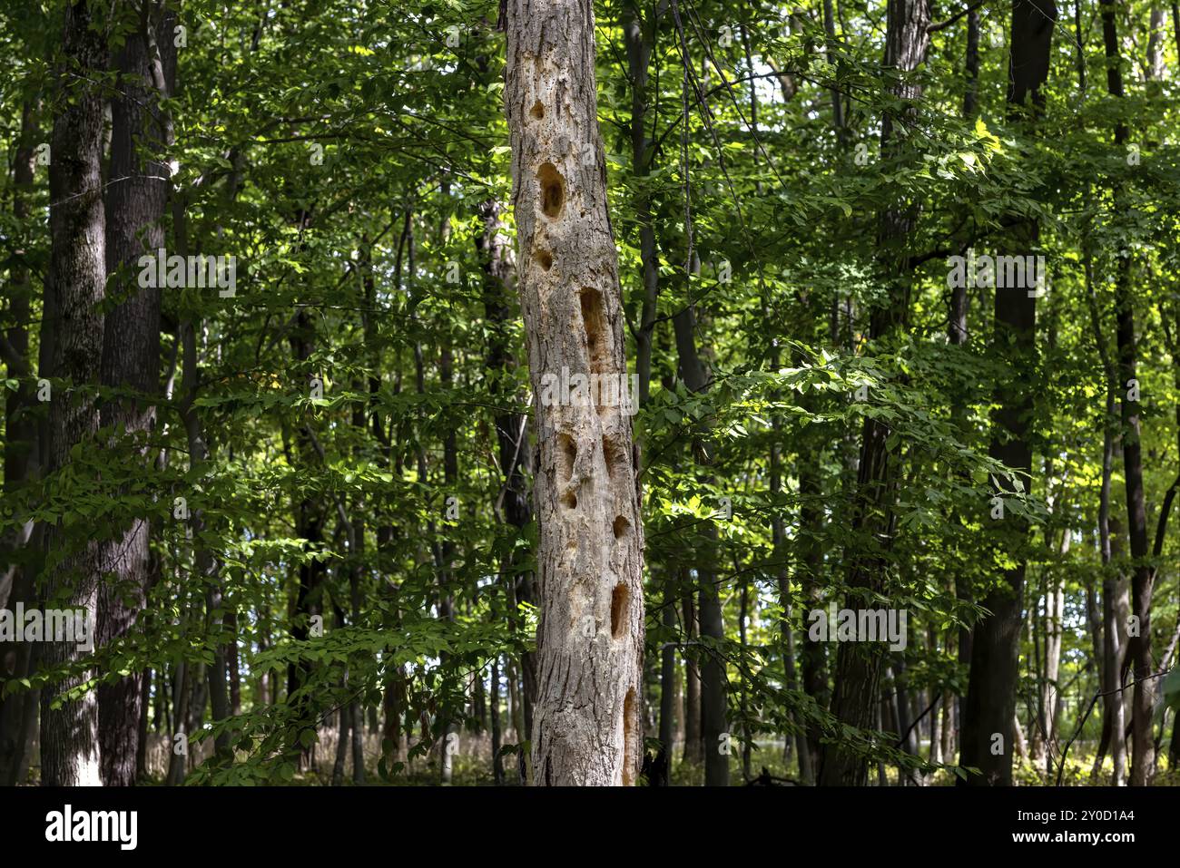 Natural scene from Wisconsin state park Stock Photo - Alamy