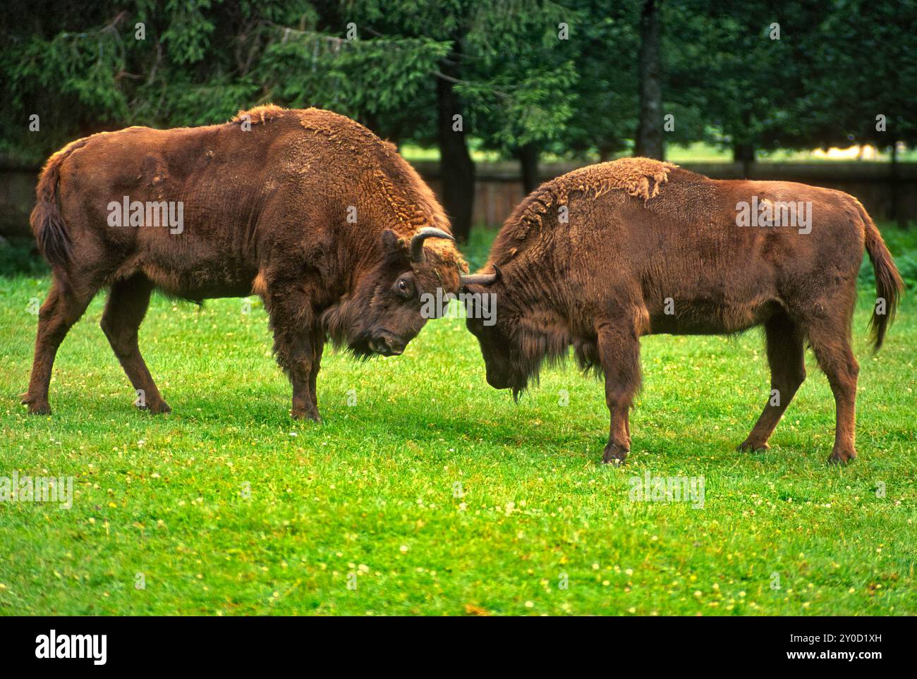 European bison (Bison bonasus) at Bison Reserve in Bialowieza Forest ...