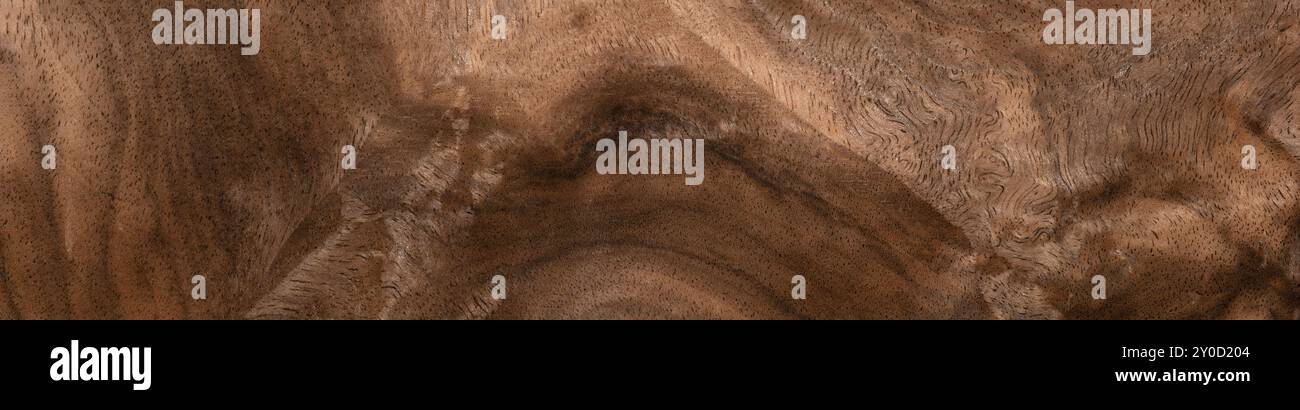 Walnut briar veneer exhibiting rich, dark swirls and intricate wood ...