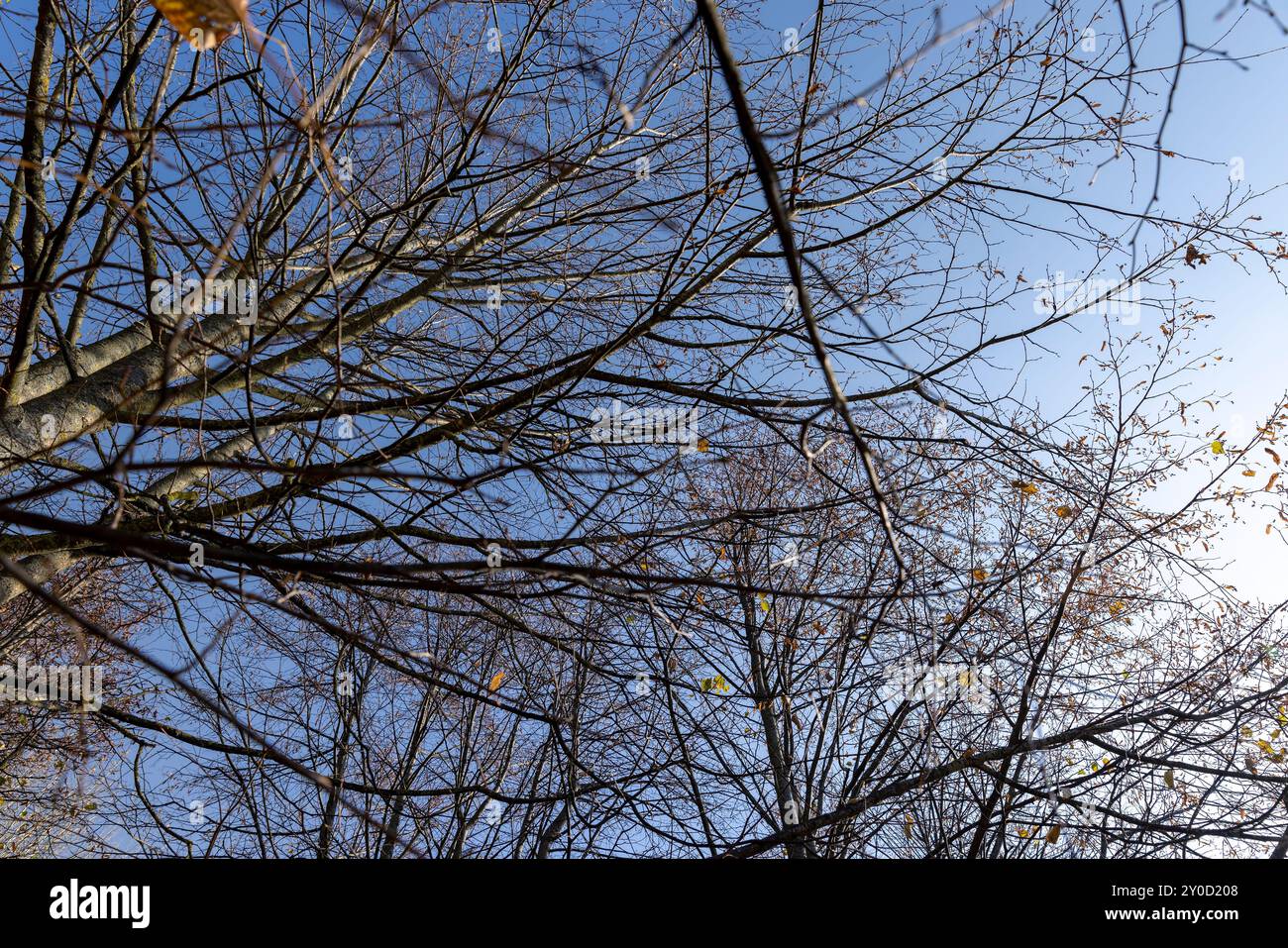 Trees with foliage falling in autumn against the blue sky, deciduous ...