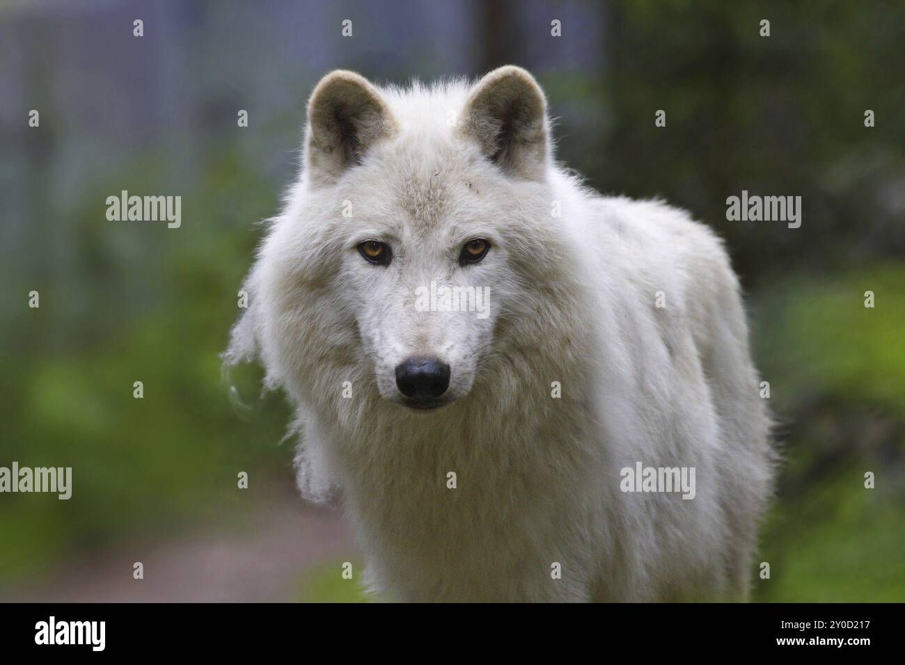 Timberwolf, Canis lupus lycaon, eastern timber wolf Stock Photo - Alamy