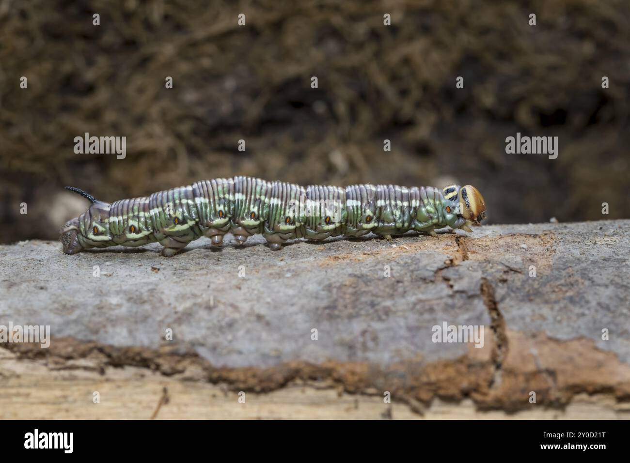 Pine hawk-moth, Sphinx pinastri, pine hawk-moth Stock Photo - Alamy