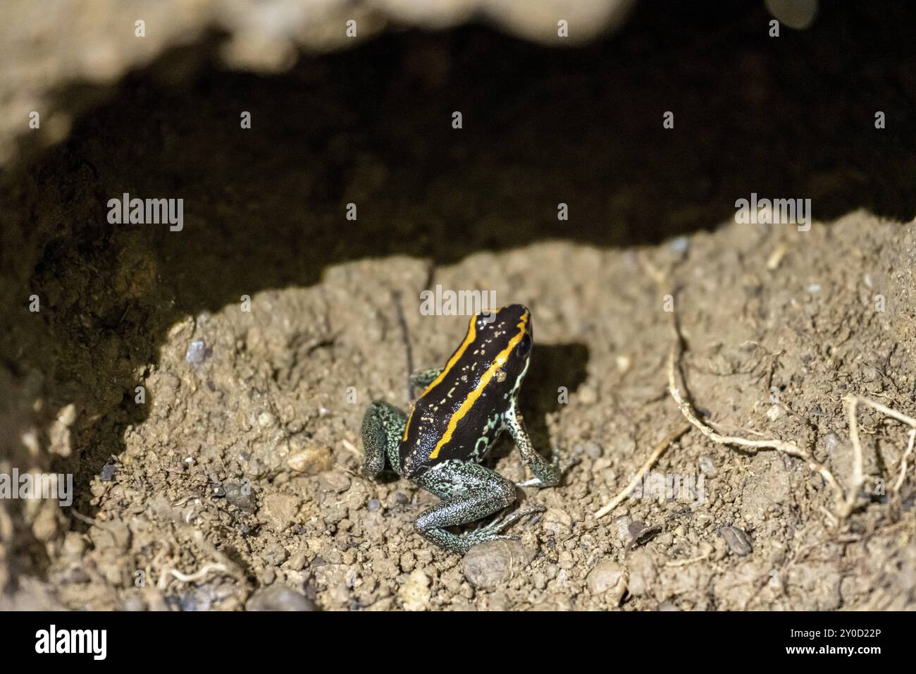 Golfodulcean poison frog (Phyllobates vittatus), sitting in a burrow ...