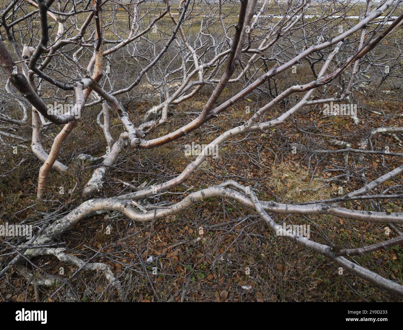 Dwarf Birch (Betula Nana), ancient old, gnarled trees growing on the ...