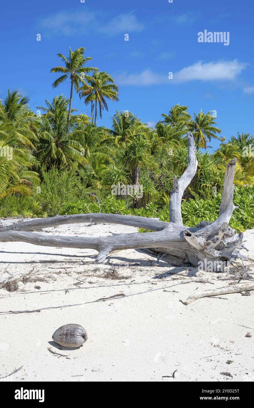 Coconut and dead tree in front of coconut palms (Cocos nucifera ...
