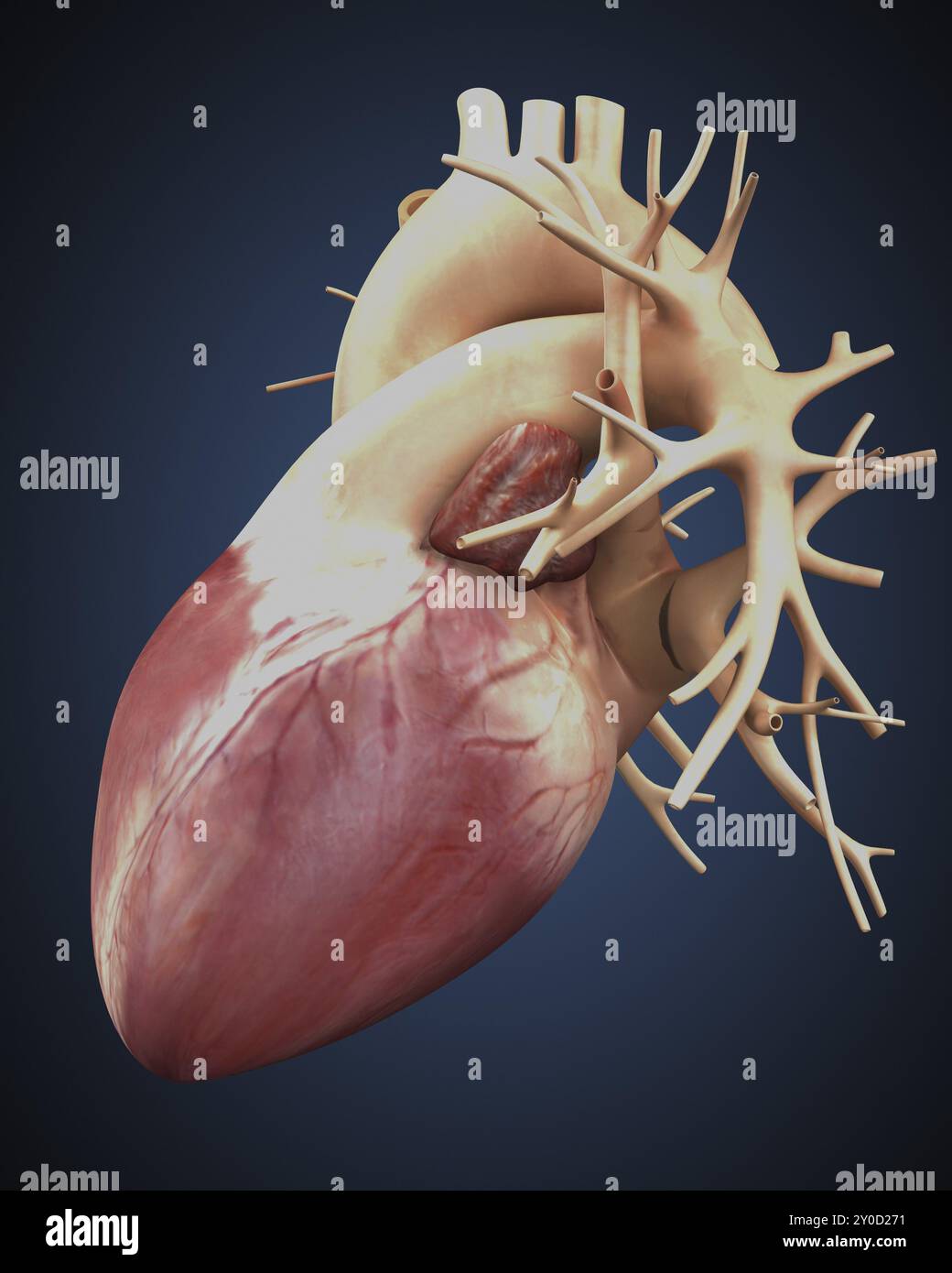 Heart anatomy overview hi-res stock photography and images - Alamy