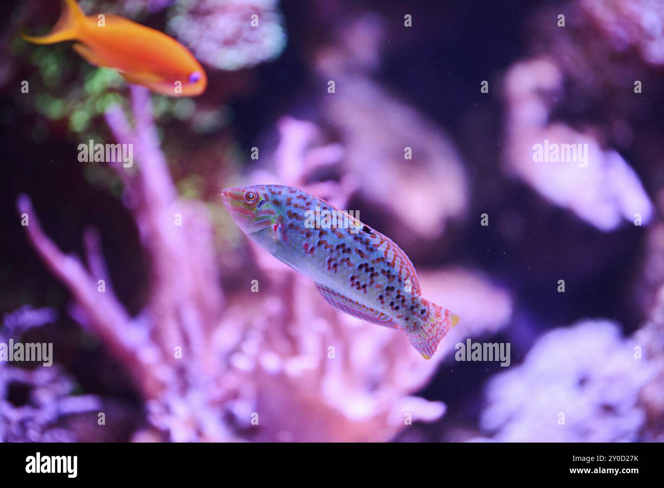 Ray-finned fish (Actinopterygii) swimming in an aquarium, Bavaria ...