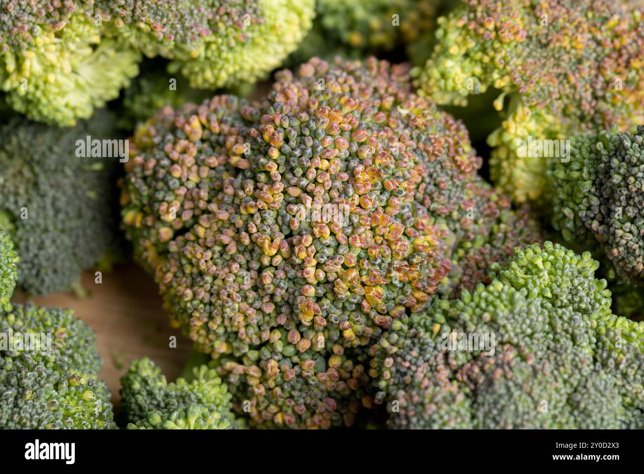 Green ripe broccoli in raw form, broccoli cabbage on the kitchen table ...