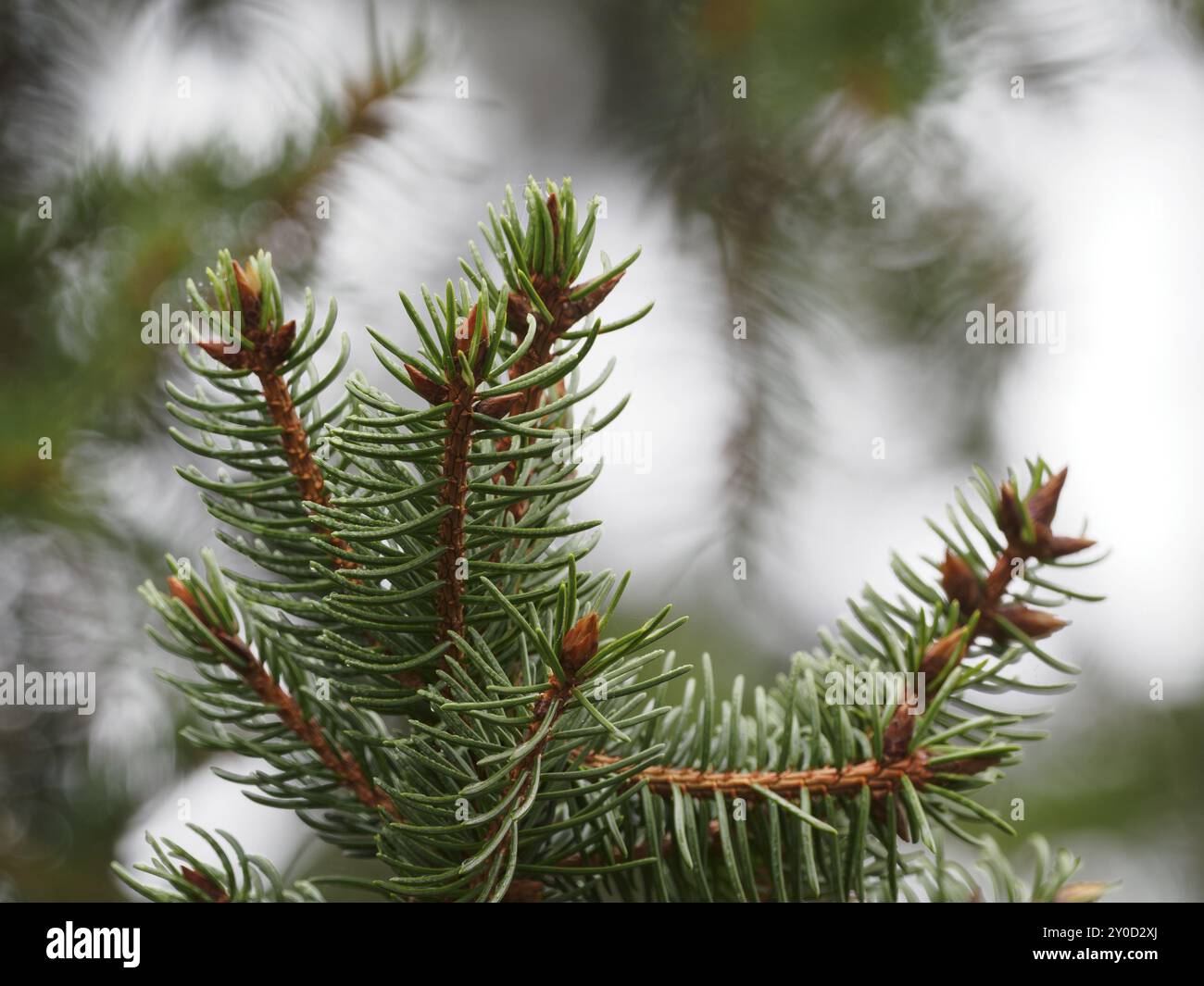 Young norway spruce bud hi-res stock photography and images - Alamy