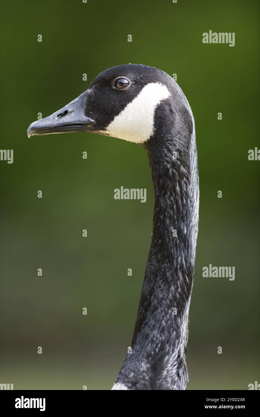 Close up shot canada geese hi-res stock photography and images - Alamy