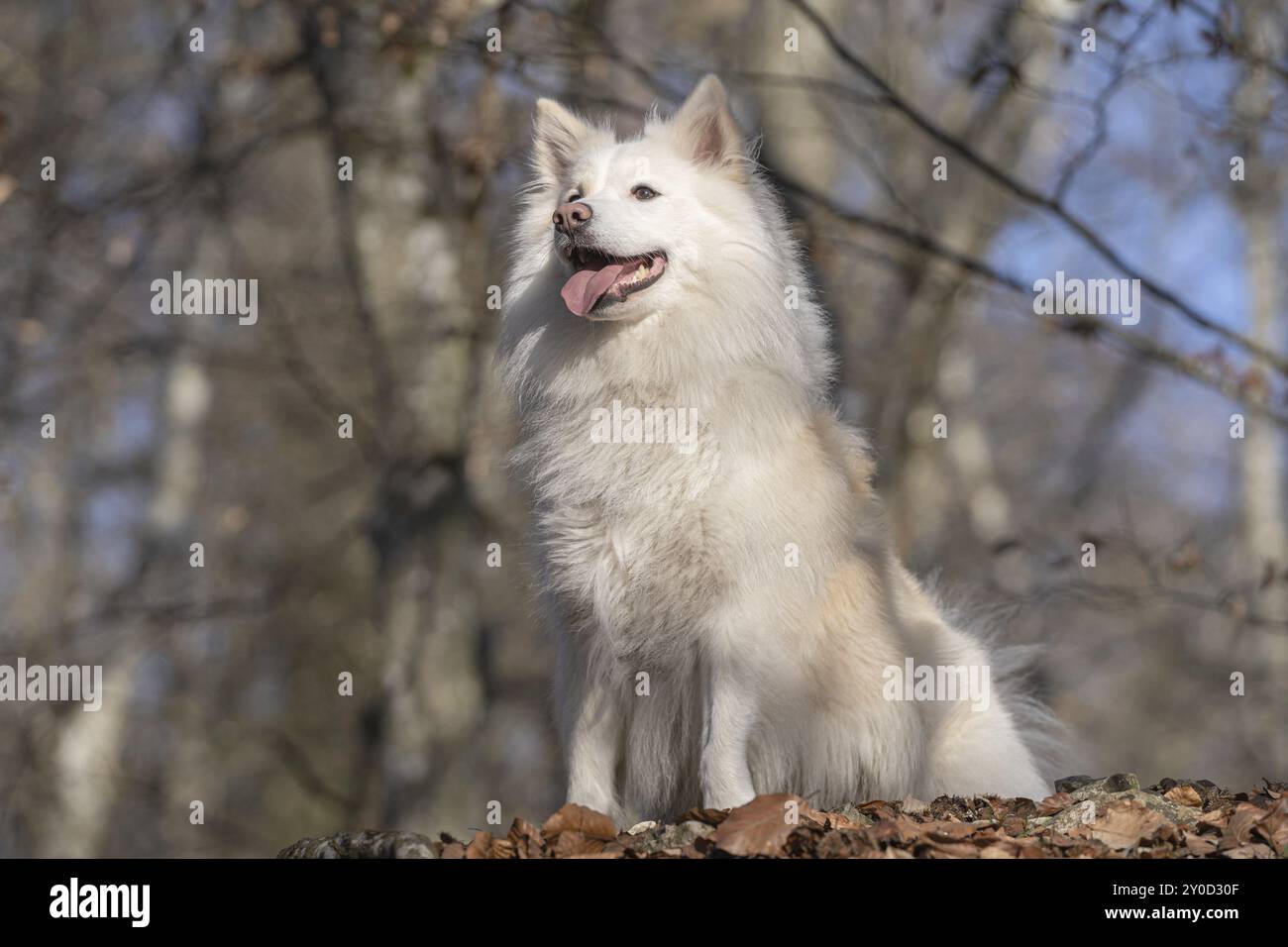 Full body portrait of an Icelandic dog Stock Photo - Alamy