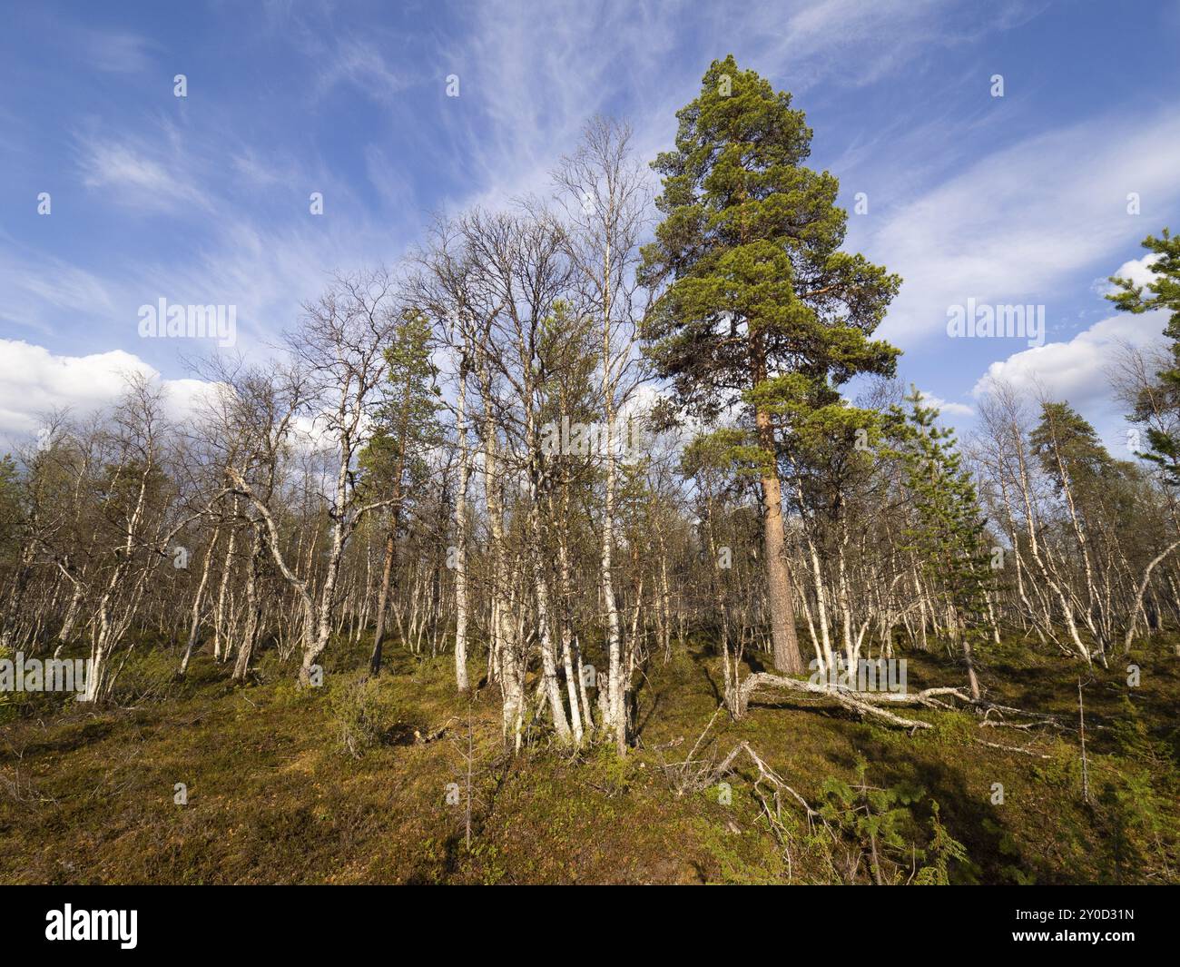 Heath and mixed Hairy Birch (Betula pubescens) and Pine trees (Pinus ...