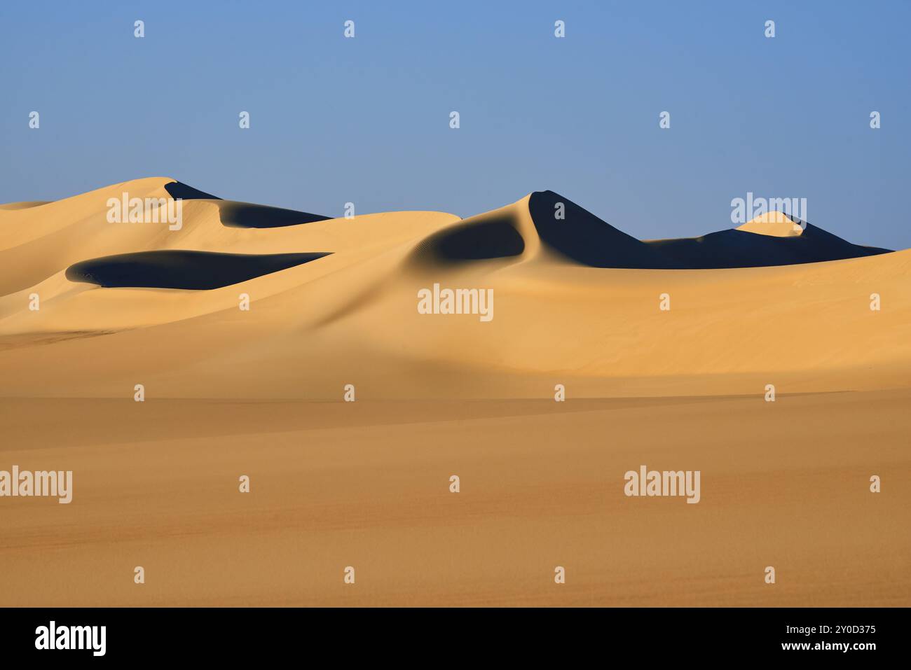 Soft, curved sand dunes cast deep shadows in the golden desert ...