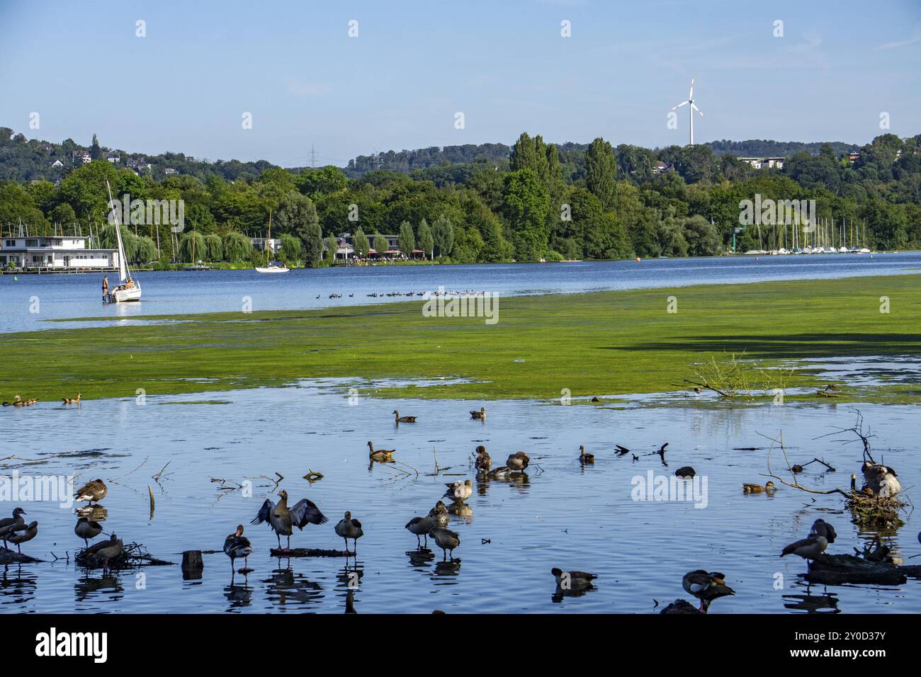 Waterweed, Elodea, an invasive species, green carpet of plants on Lake ...