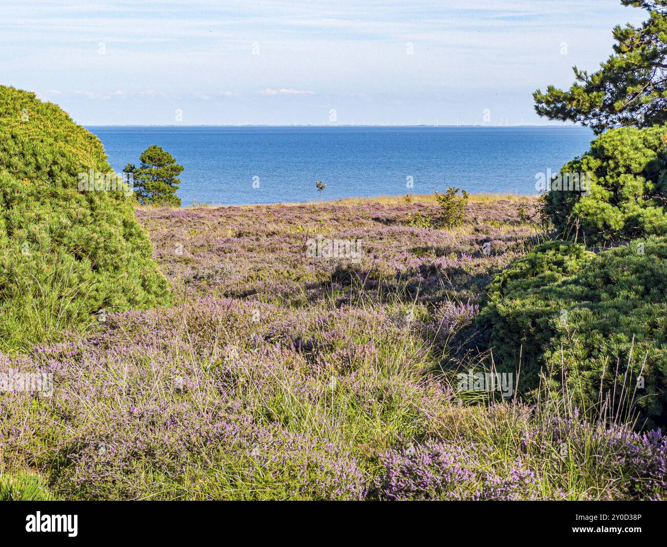 Braderuper Heide, island of Sylt Stock Photo - Alamy