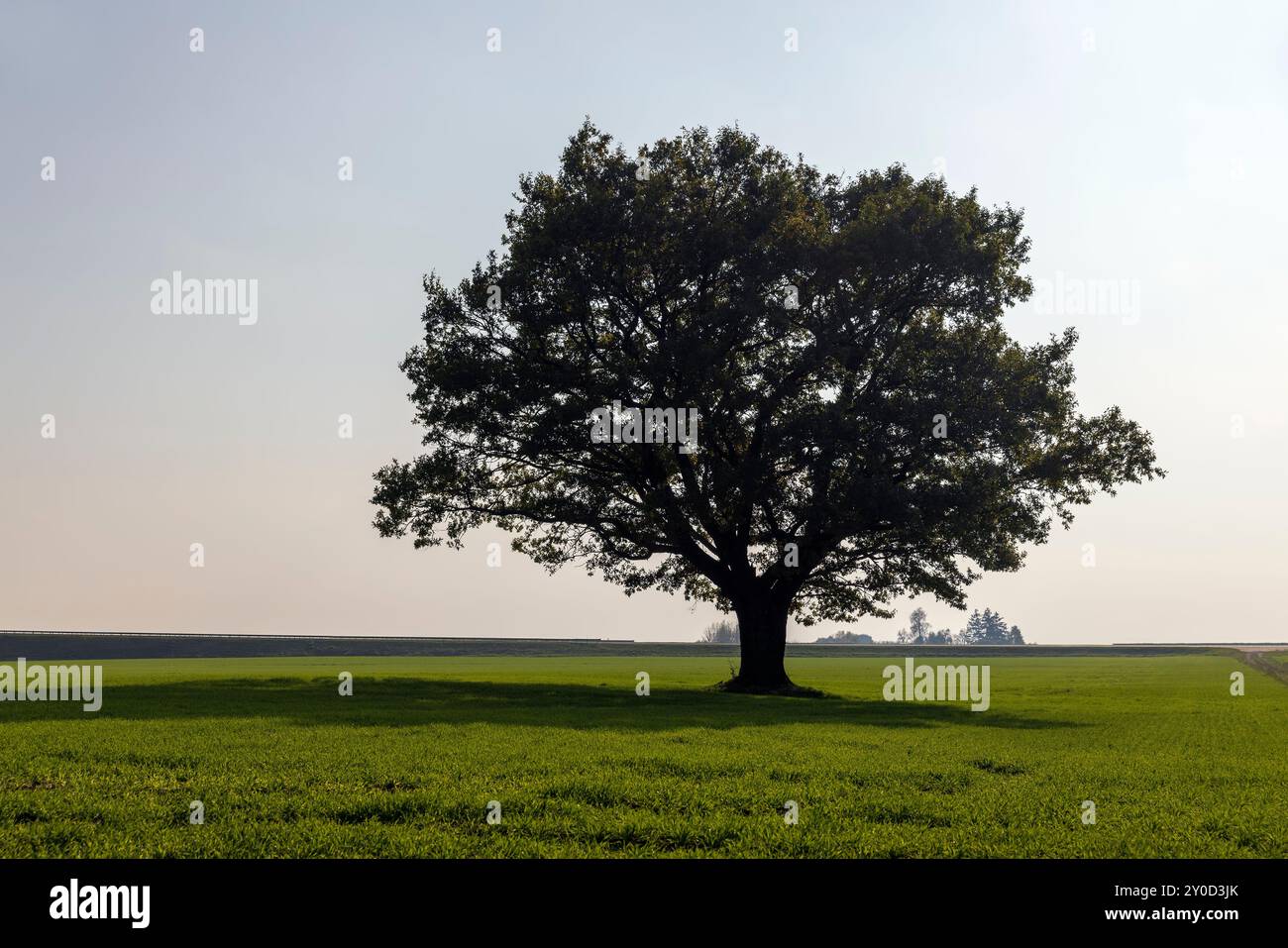 Changes in oak foliage in early autumn, changes in the color of the ...
