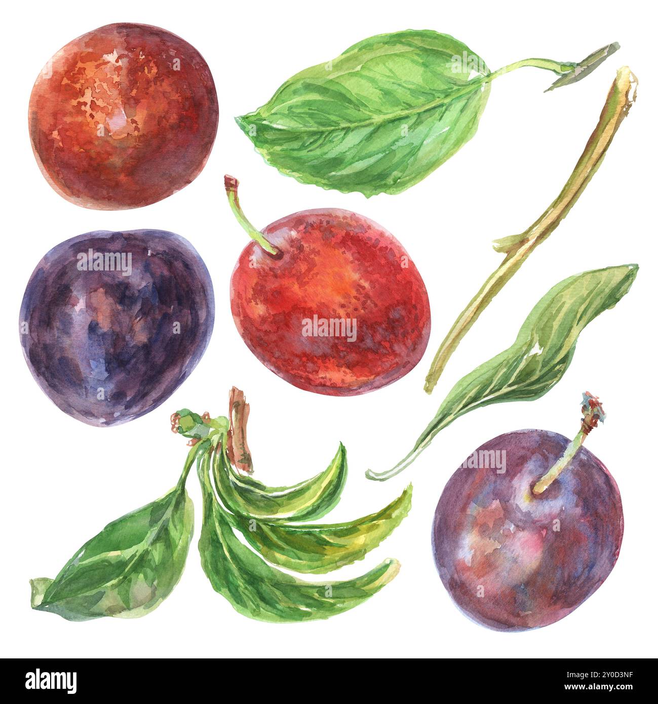 Plums, branch with leaves hand-drawn watercolor set. Summer sweet and ...