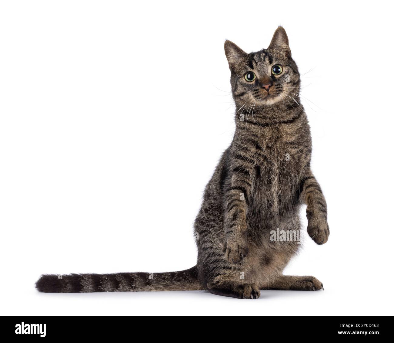 Cute stray cat close Cut Out Stock Images & Pictures - Alamy