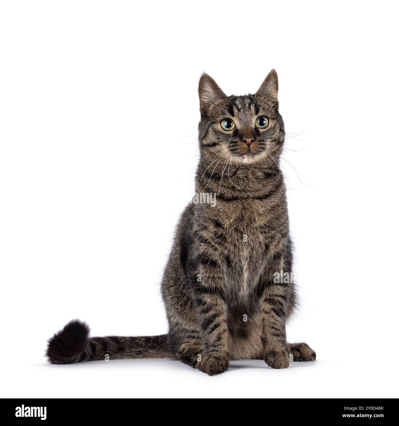 Handsome house cat with tabby pattern, sitting up facing front. Looking ...