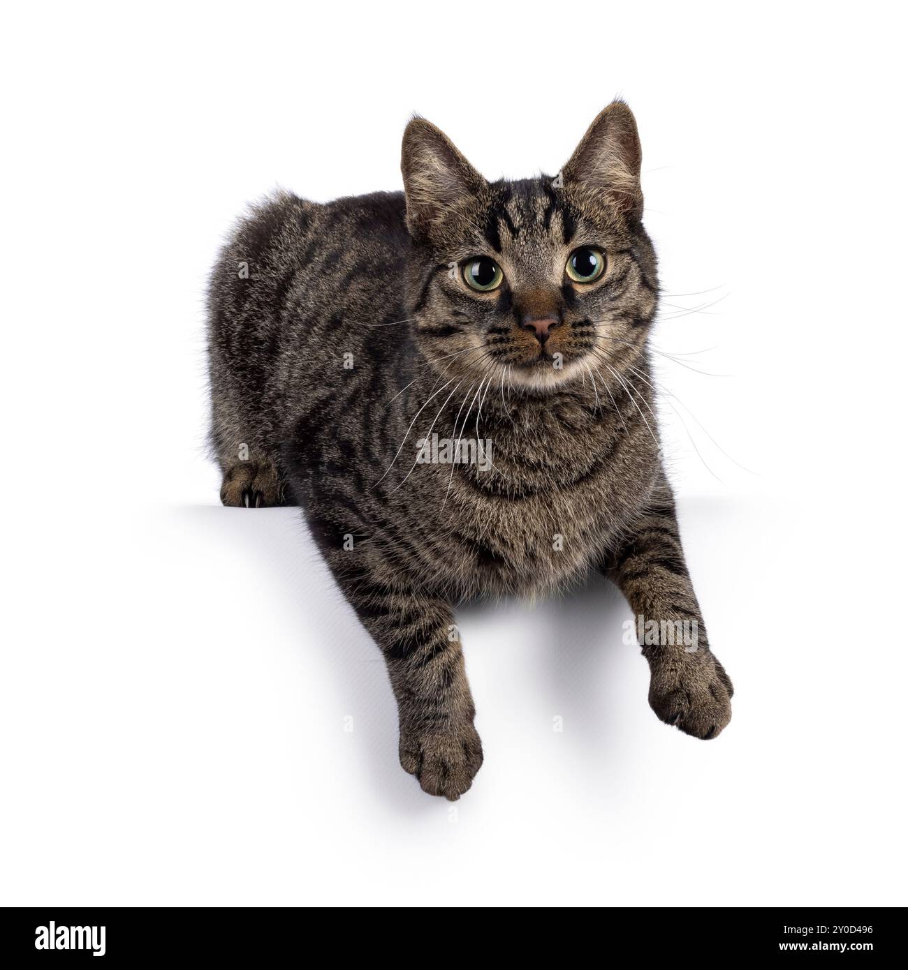Handsome house cat with tabby pattern, laying down with paws hanging ...