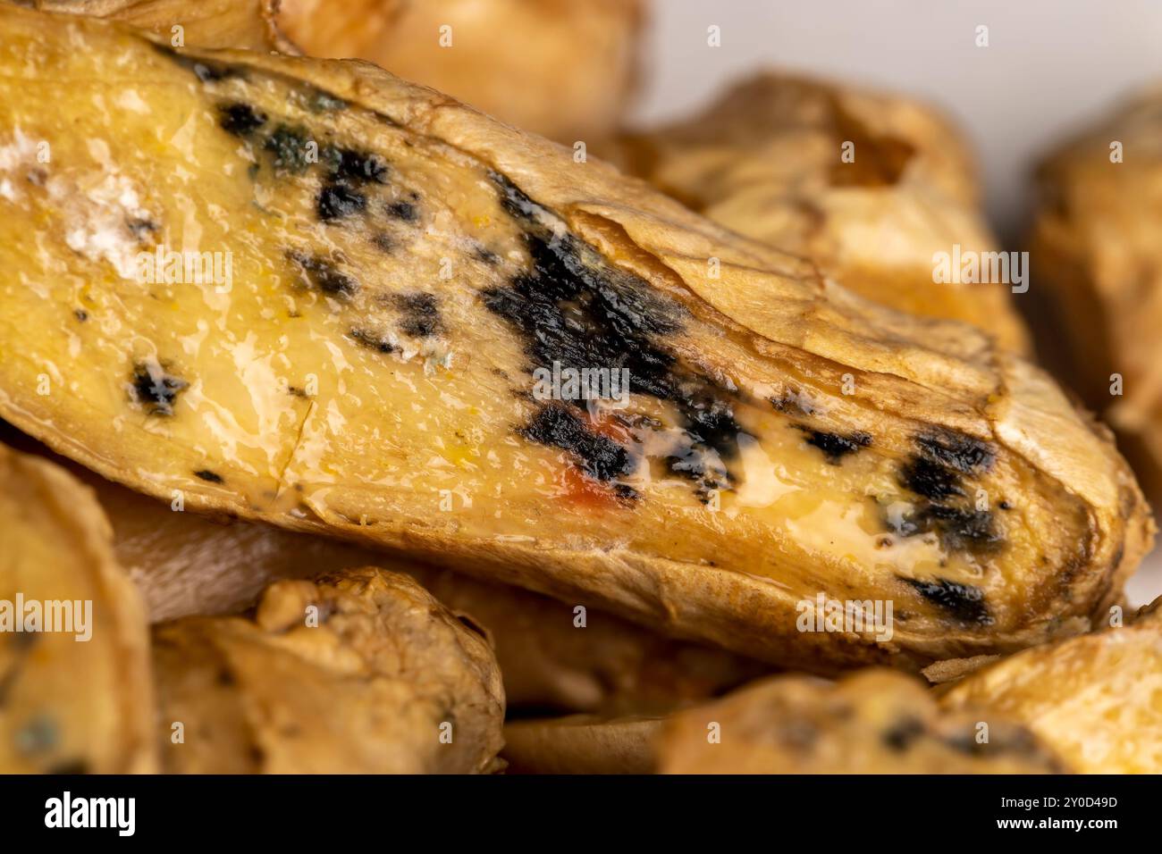 Spoiled and covered with mold sliced ginger, spices spoiled food ...