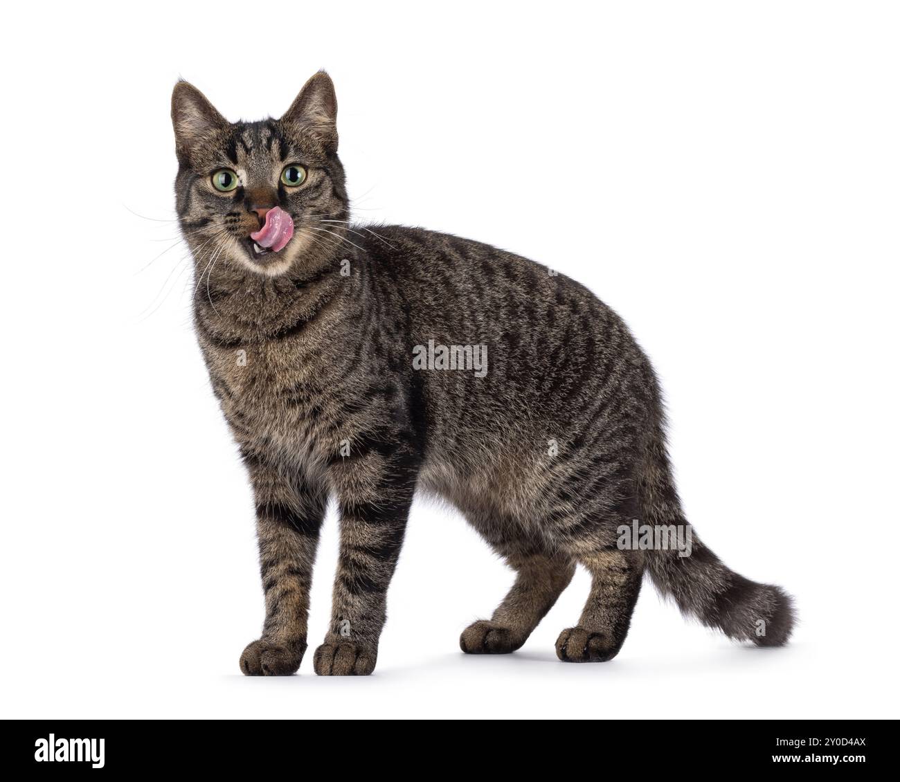 Handsome house cat with tabby pattern, standing side ways. Pink tongue ...