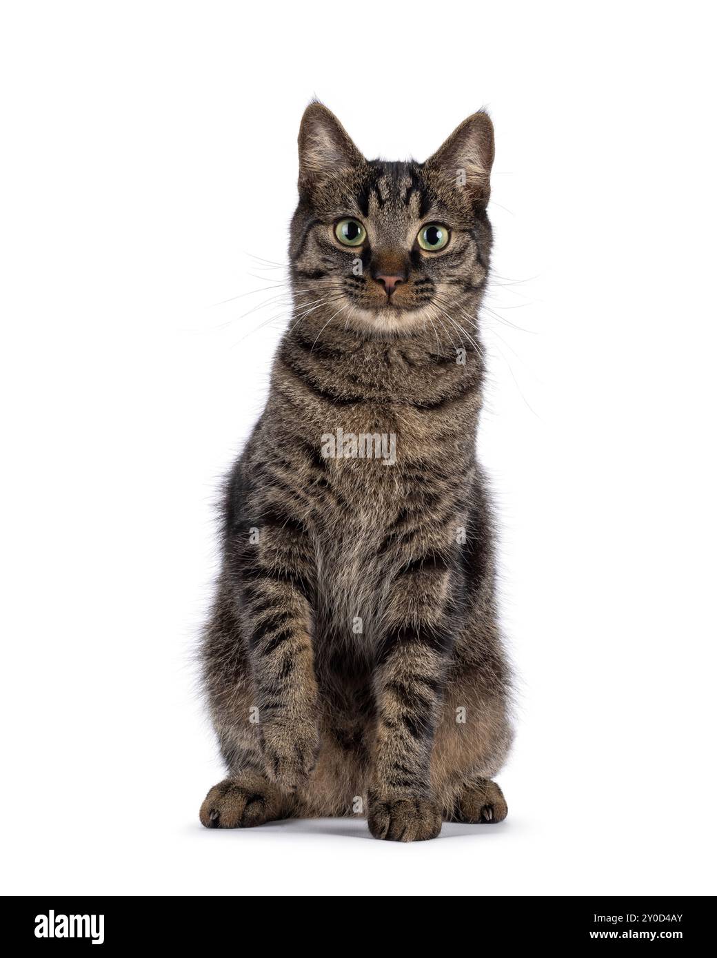 Handsome house cat with tabby pattern, sitting up facing front One paw ...