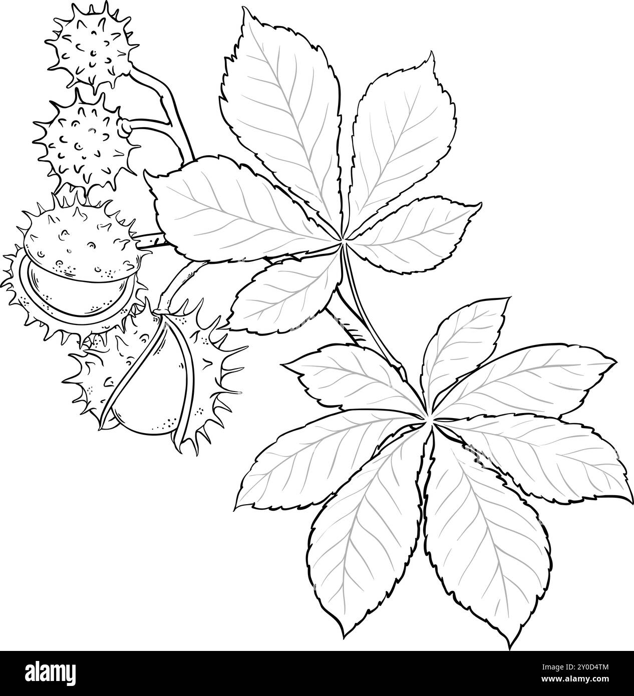 Chestnut Branch with Nuts Outline Illustration Stock Vector Image & Art ...