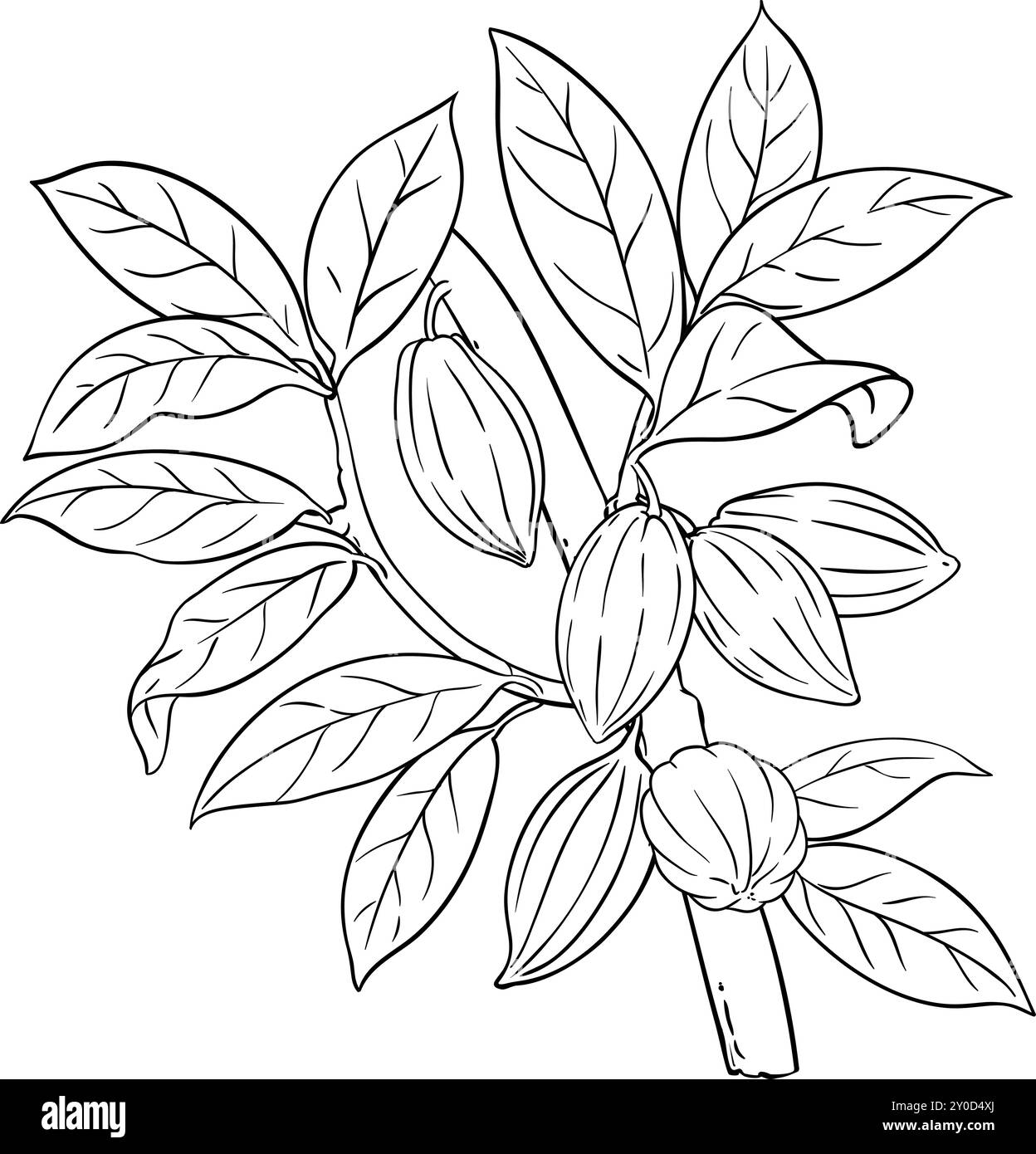 Cocoa Branch with Beans Outline Illustration Stock Vector Image & Art ...