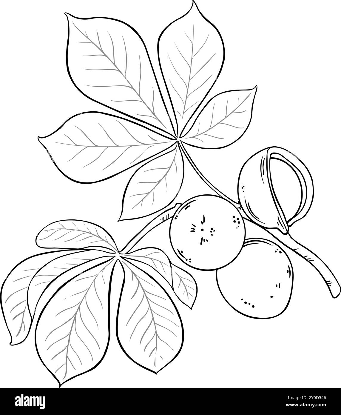 Mongongo Branch with Nuts Outline Illustration Stock Vector Image & Art ...