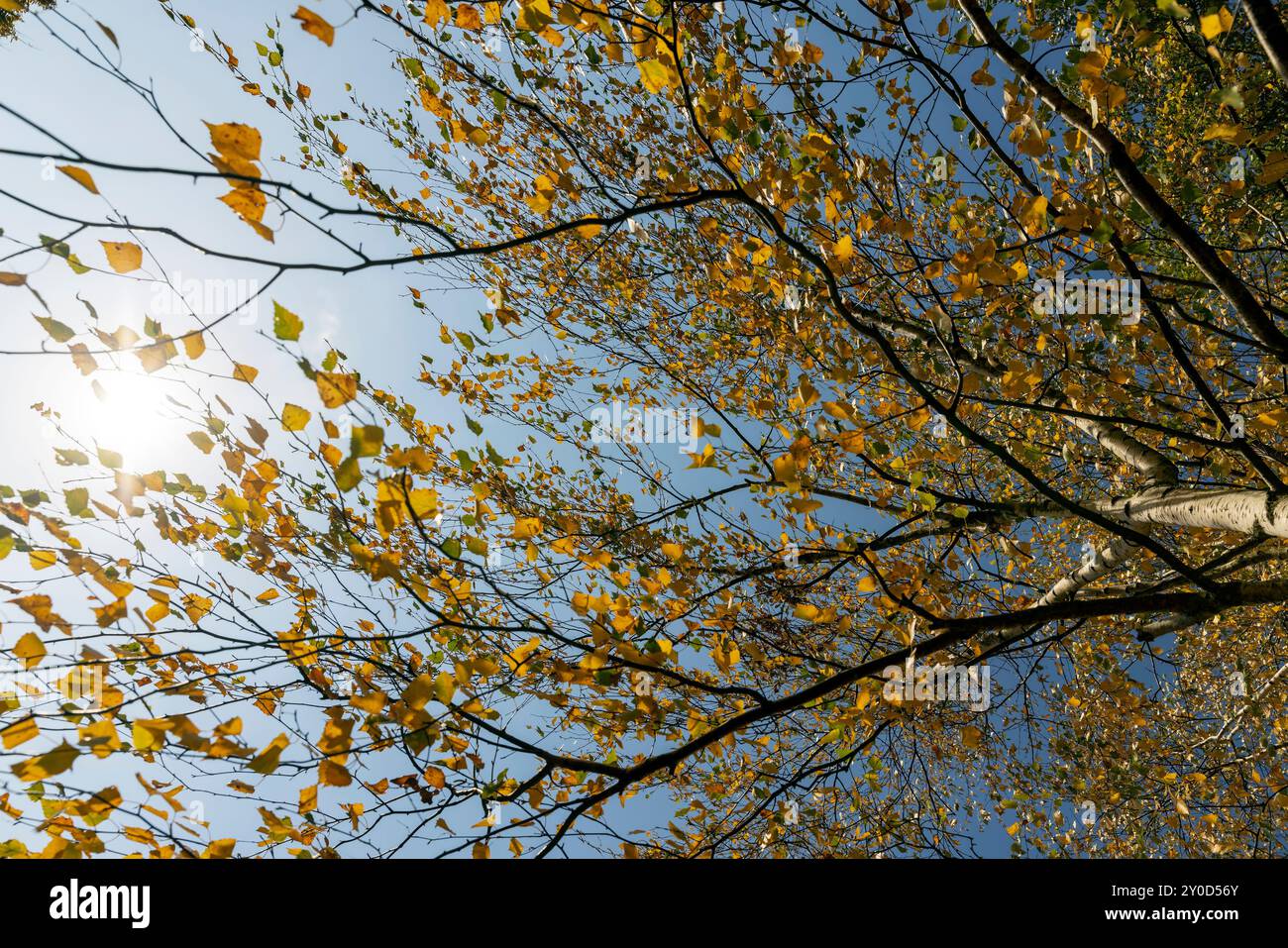 Yellowing birch foliage in October, the autumn time of leaf fall in the ...
