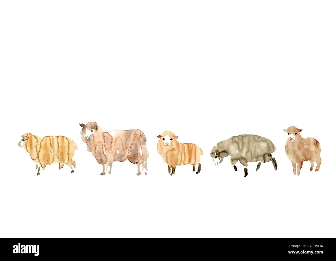 Five plain sheep Stock Photo - Alamy