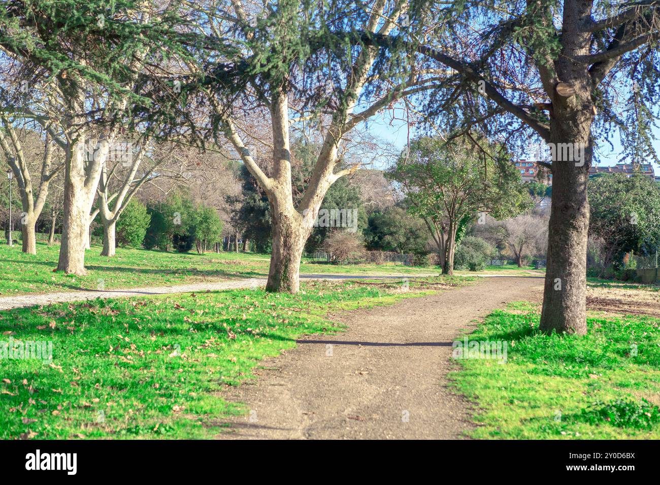 Path in a park with trees and grass in the springtime. Tranquil pathway ...