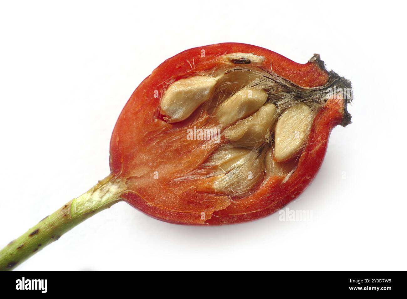 Close up of a half rose hip, inside view with pulp and seeds, macro ...