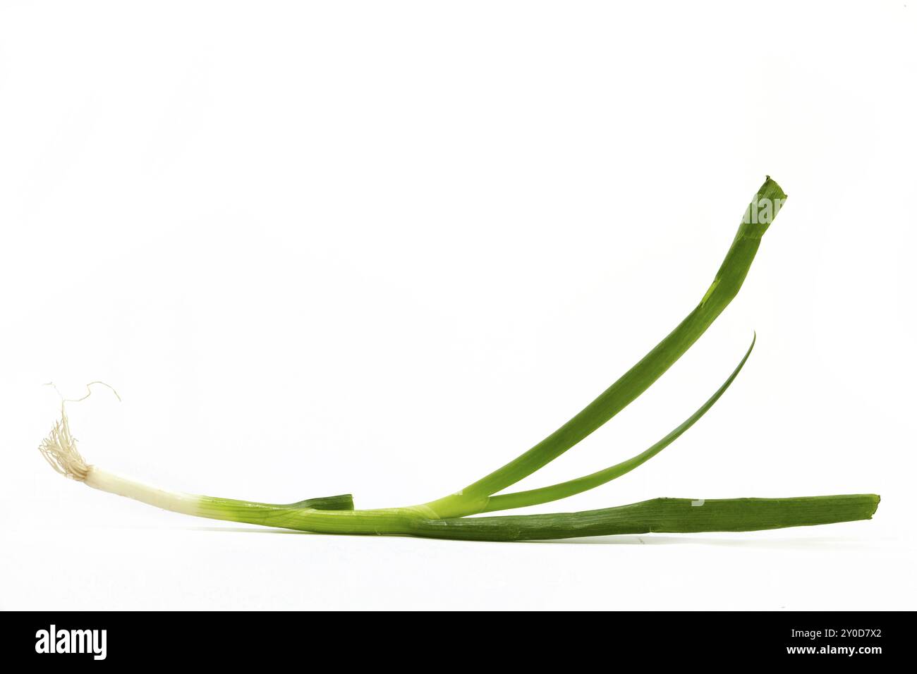 Spring onions (Allium fistulosum), isolated on white Stock Photo - Alamy