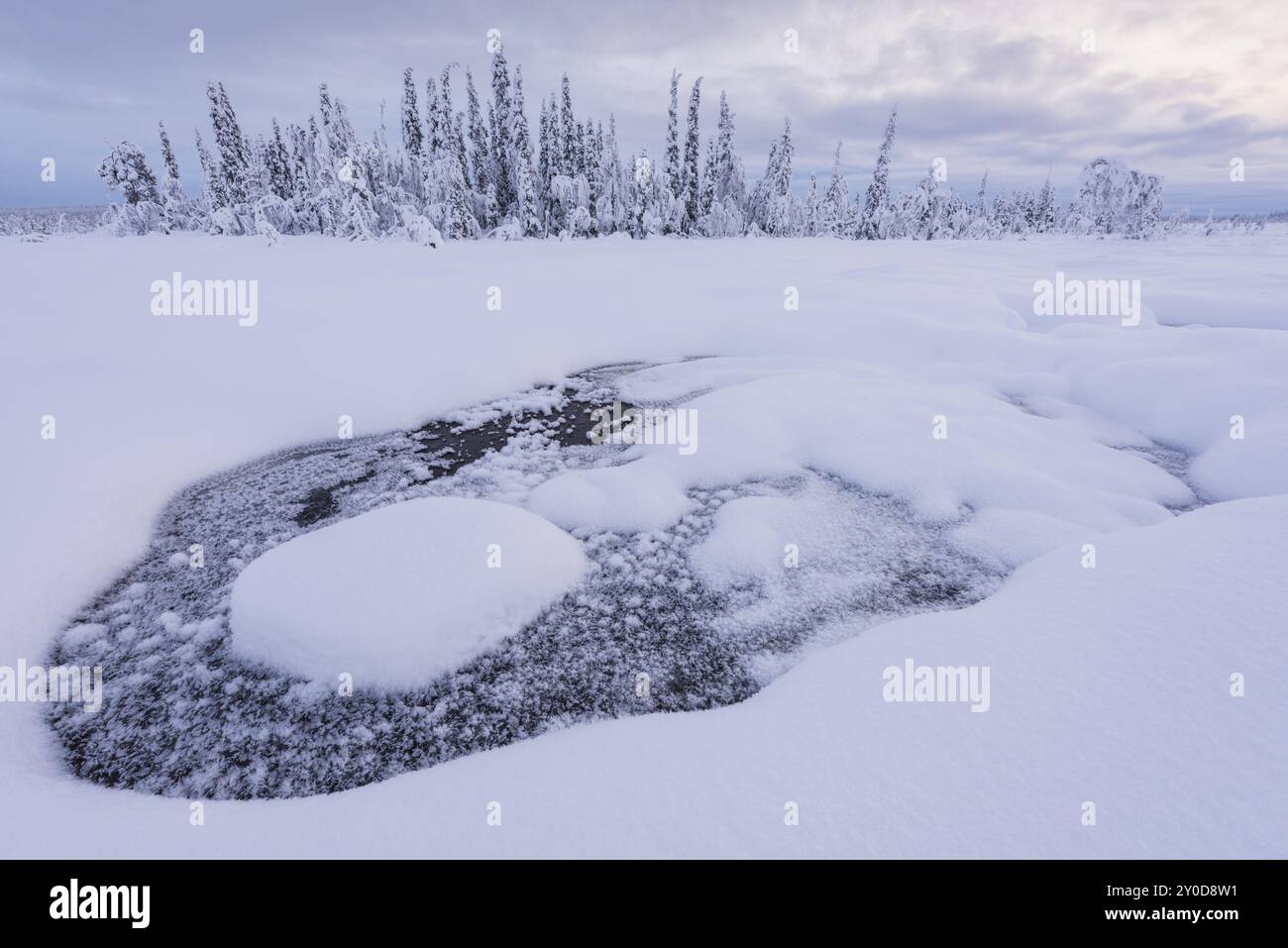 Winter marsh landscape, Muddus National Park, Laponia World Heritage ...