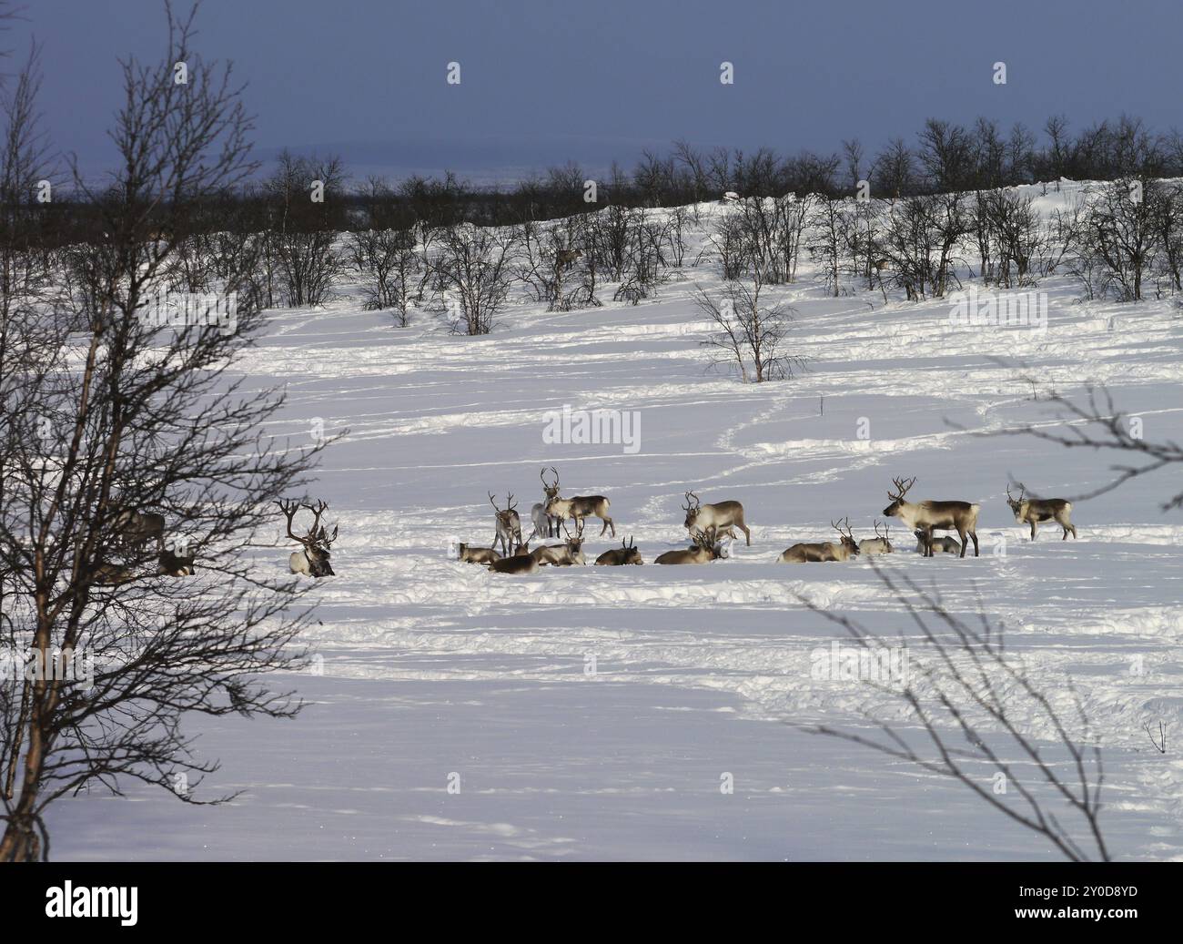 Norwegian reindeer flock hi-res stock photography and images - Alamy