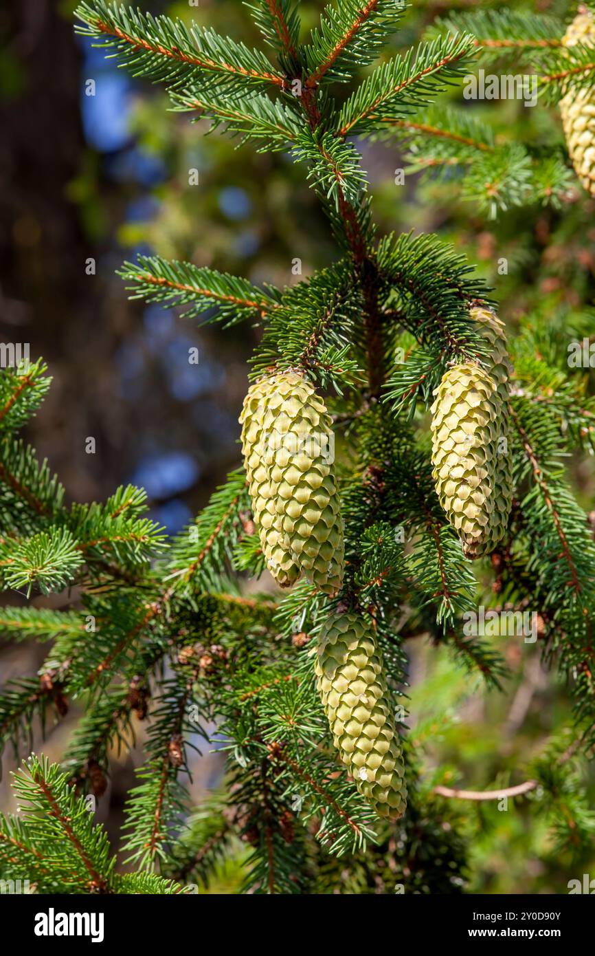 green needles on a tall spruce tree with cones, beautiful long cones on ...