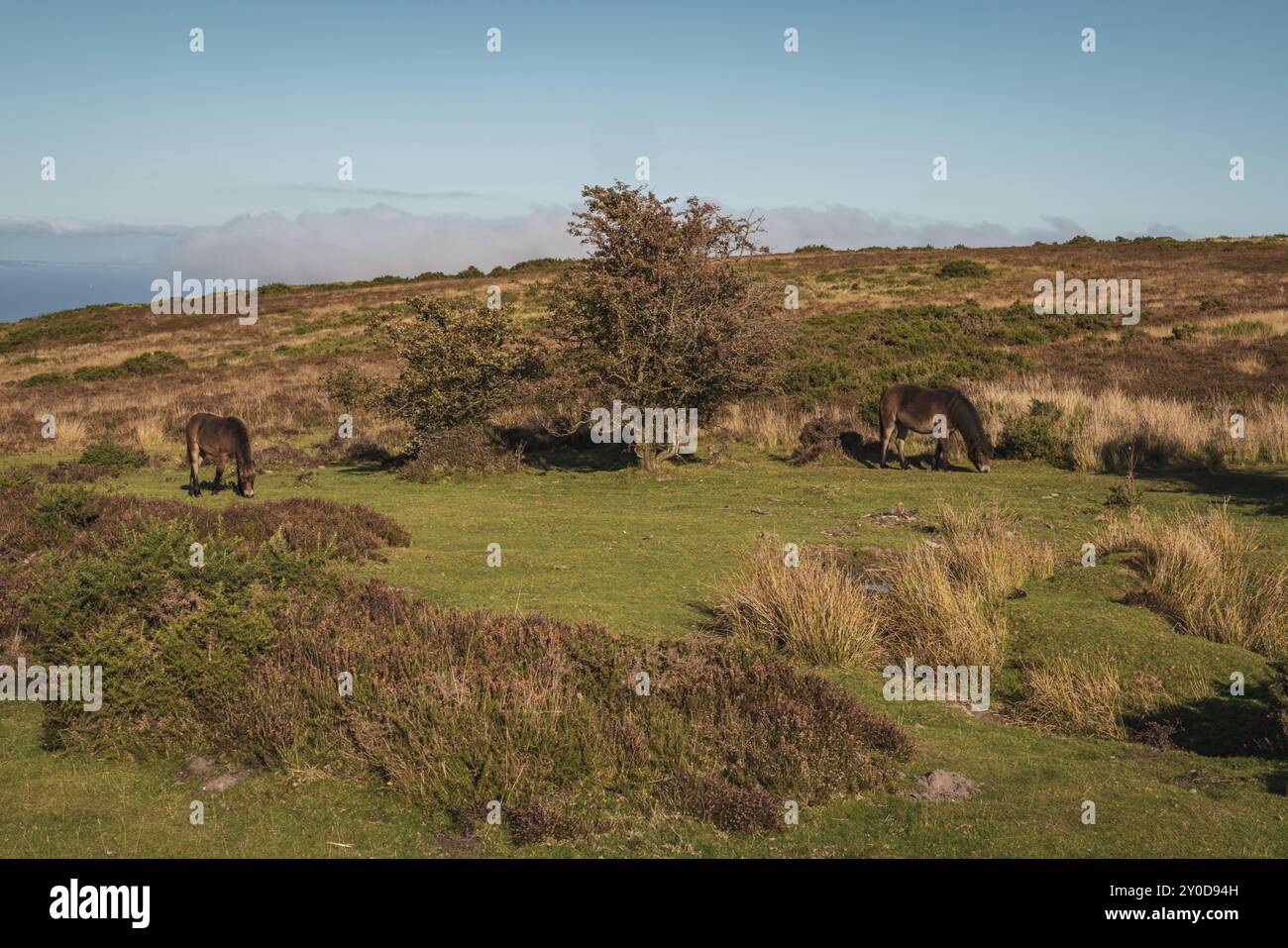 Wild Exmoor Ponies, seen on Porlock Hill in Somerset, England, UK Stock ...
