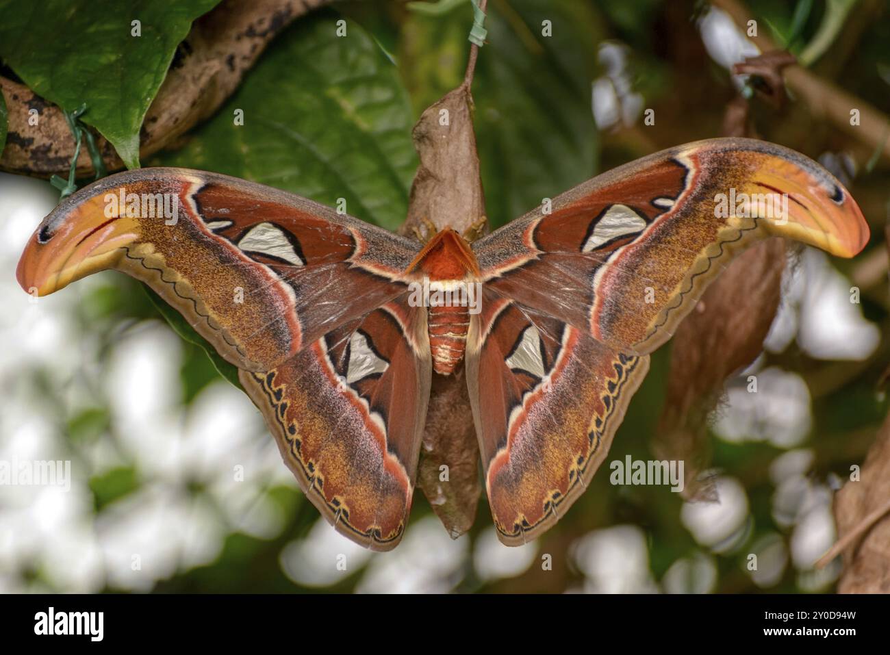 Atlas Moth (Attacus atlas Stock Photo - Alamy