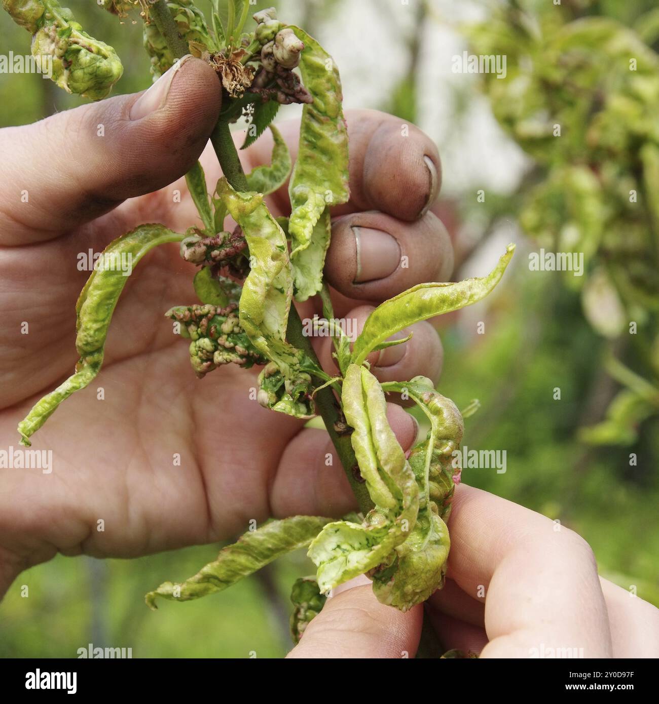 Curl disease, Leaf curl 03 Stock Photo - Alamy