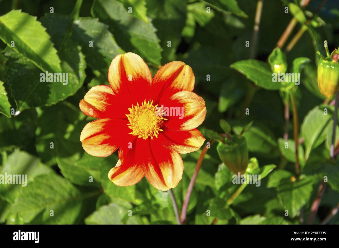 Dahlia Schloss Reinbek, Dahlia Schloss Reinbek 01 Stock Photo - Alamy