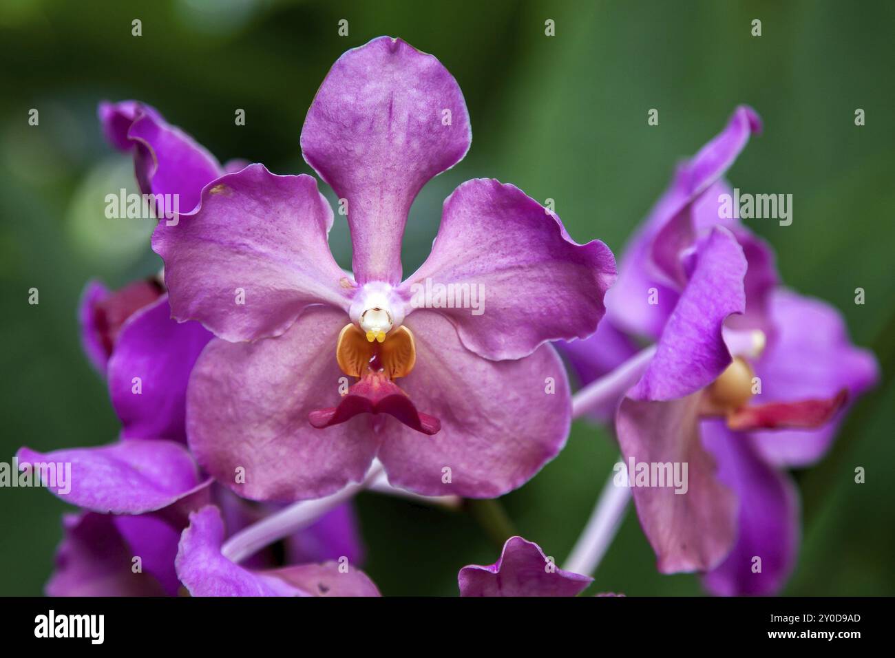 Vanda Usha (Vanda Josephine van Brero x Vanda Doctor Anek Stock Photo ...