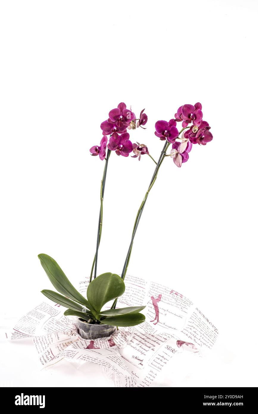 An orchid in a small pot for interior display on a white isolated ...