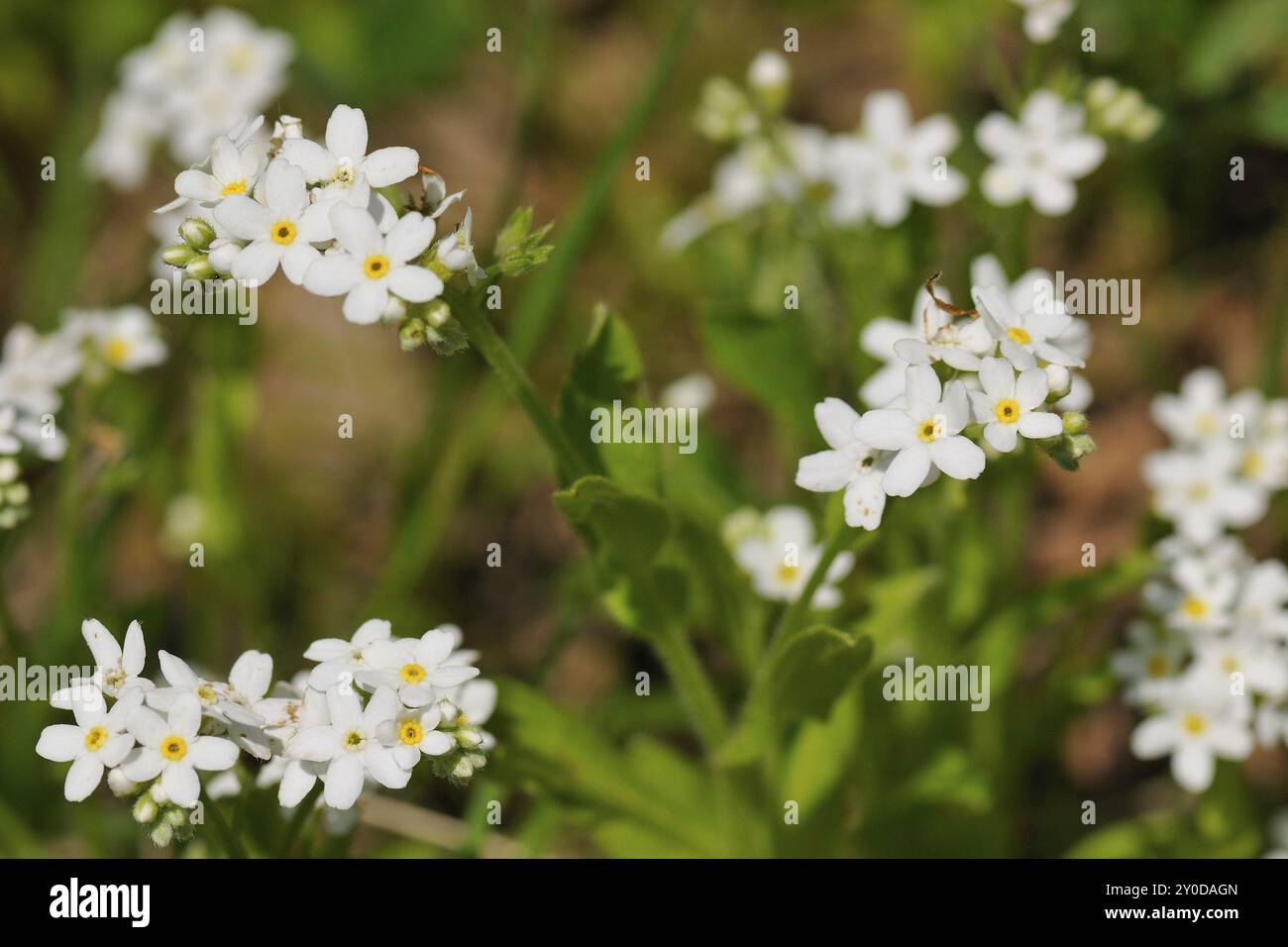 Forget me nots image hi-res stock photography and images - Alamy