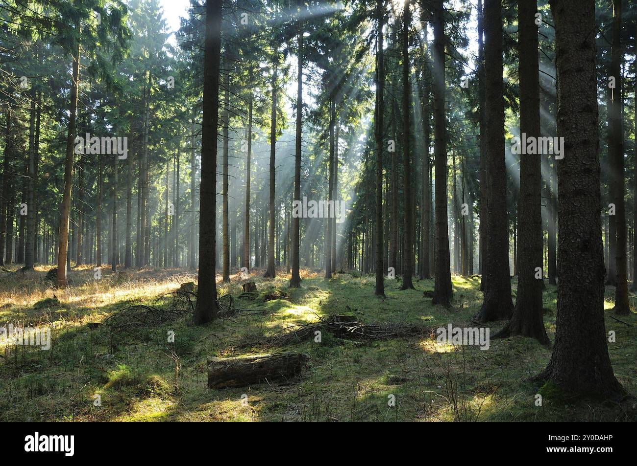 Sunrays in the coniferous forest, in spring. Sunrays in the coniferous ...